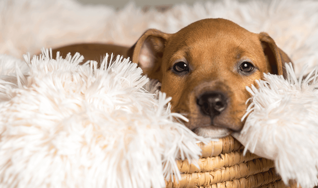 Camping mit Hund | Camping Wagner